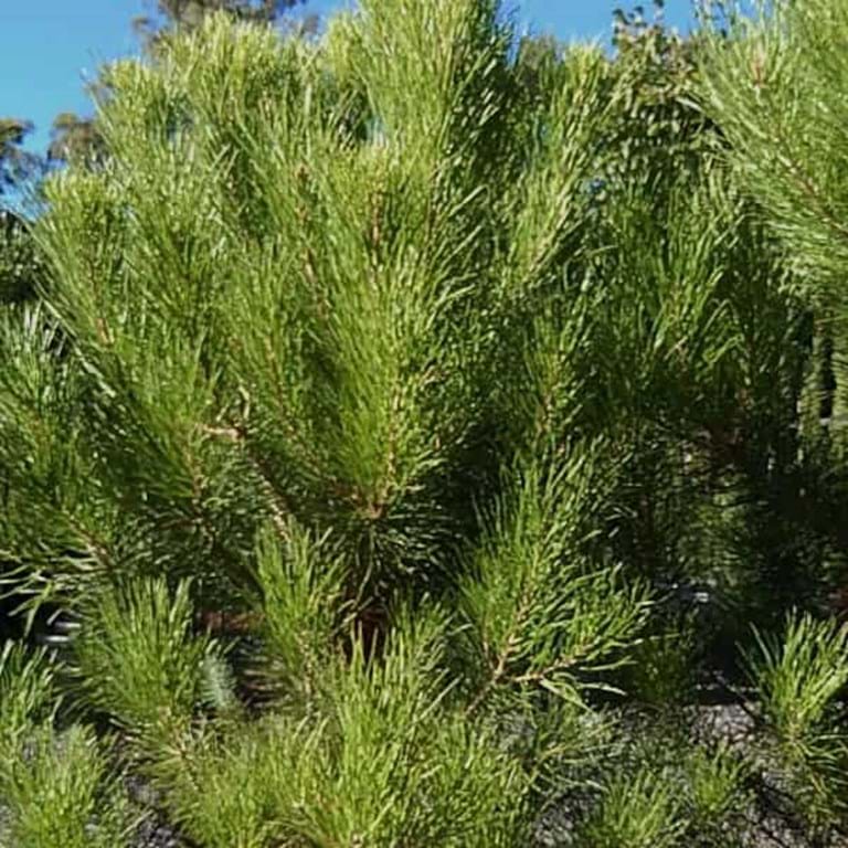 Pinus pinea