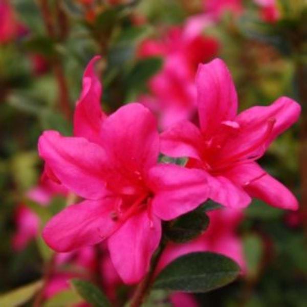Azaleas