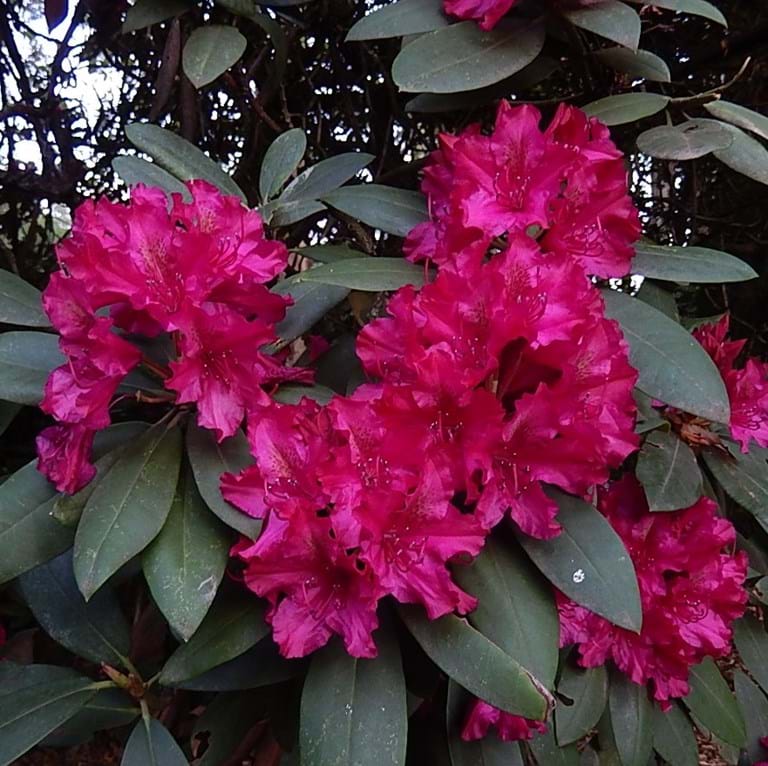 Rhododendron 'Anah Kruschke' Rhododendron 'Anah Kruschke'