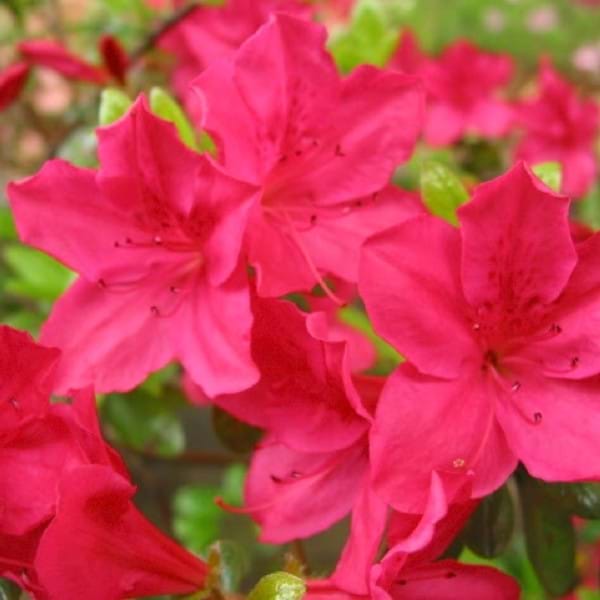 Azaleas