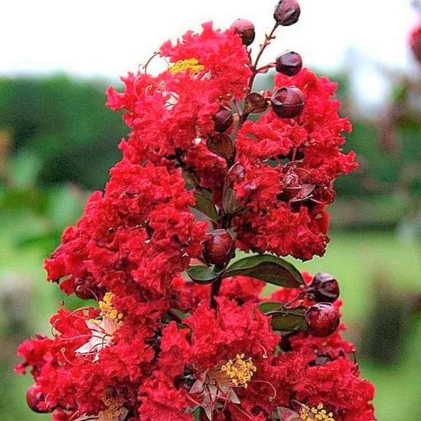 Lagerstroemia (Crepe Myrtle)