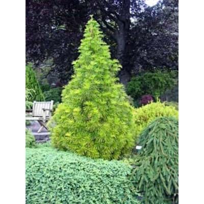 Medium Growing Conifers | Conifer Gardens Nursery