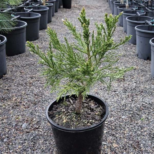 Miscellaneous Conifers