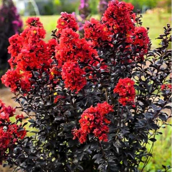 Cercis | Cornus |Lagerstroemia | Malus | Syringa | Viburnum