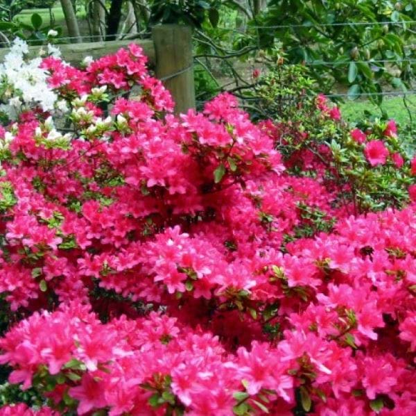Azaleas