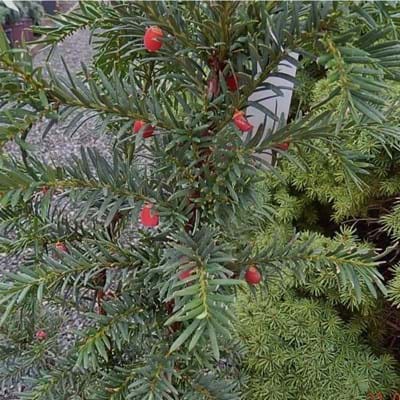 Medium Growing Conifers | Conifer Gardens Nursery