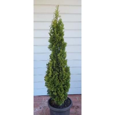 Narrow Upright Conifers | Pencil Pine | Conifer Gardens Nursery