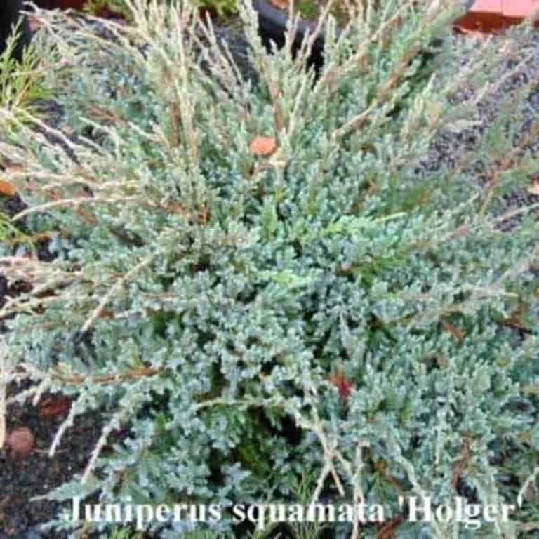 Juniperus squamata 'Holger'