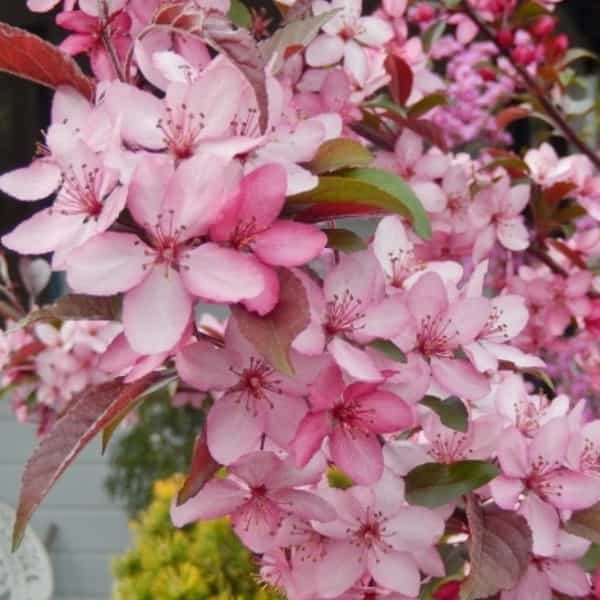 Malus 'Royal Raindrops'